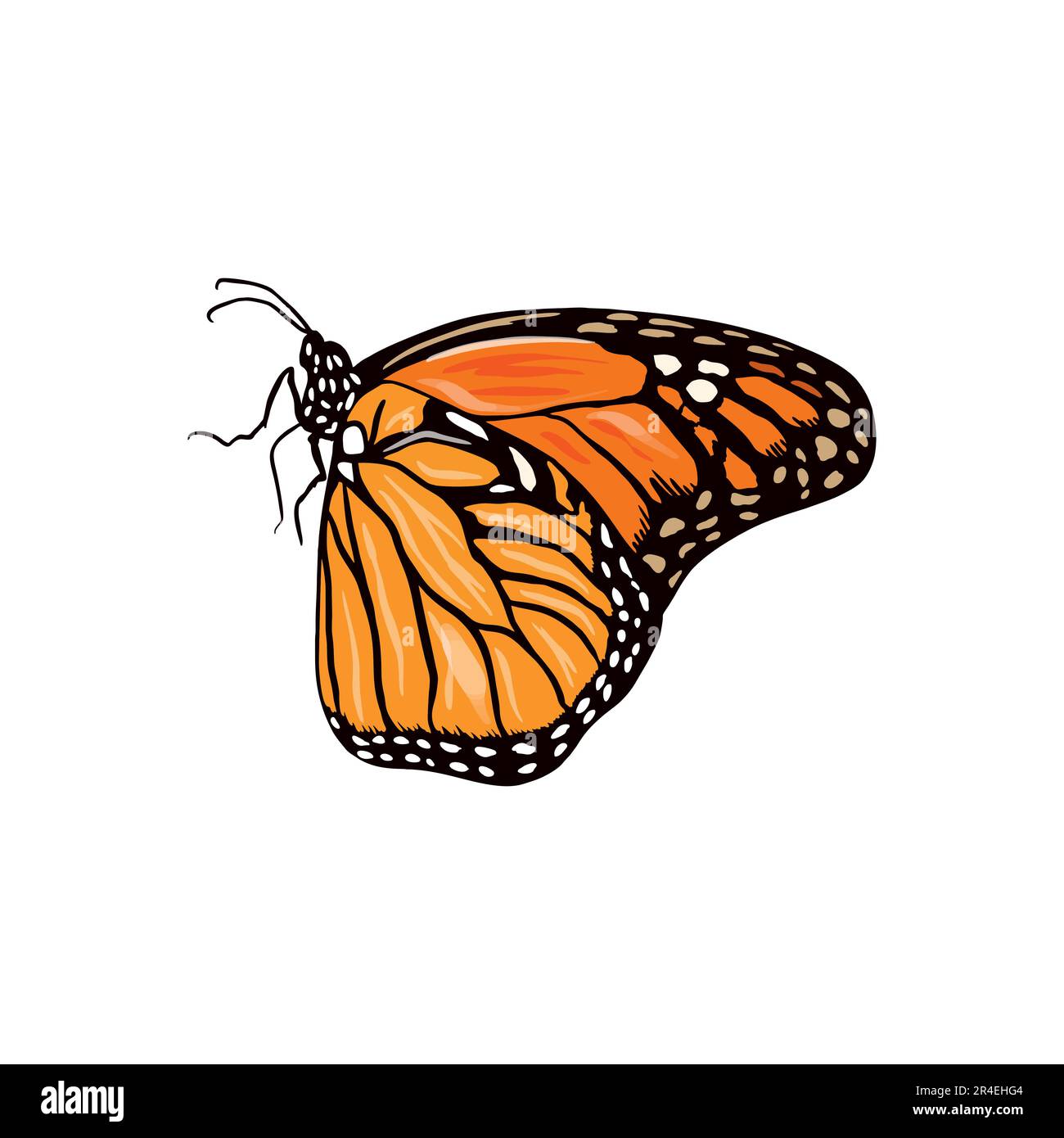 Monarch butterfly migration mexico Stock Vector Images - Alamy