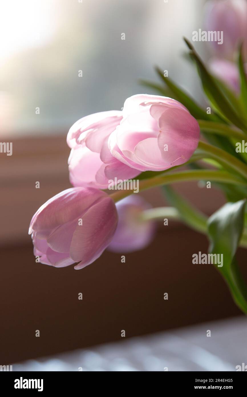 Pink tulip bouquet Stock Photo - Alamy