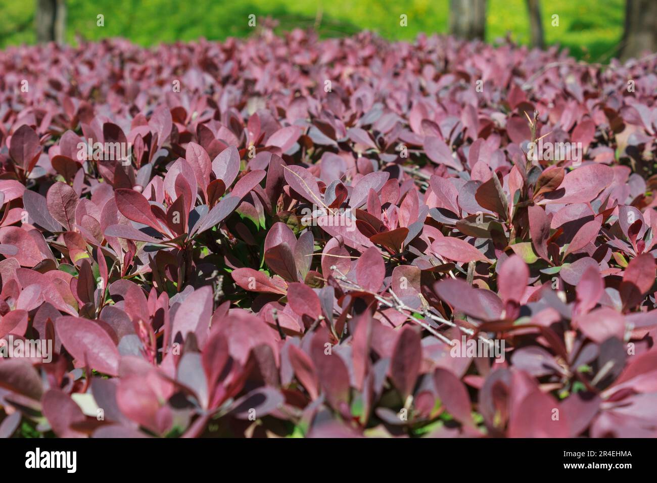 Shrub leaves hi-res stock photography and images - Alamy