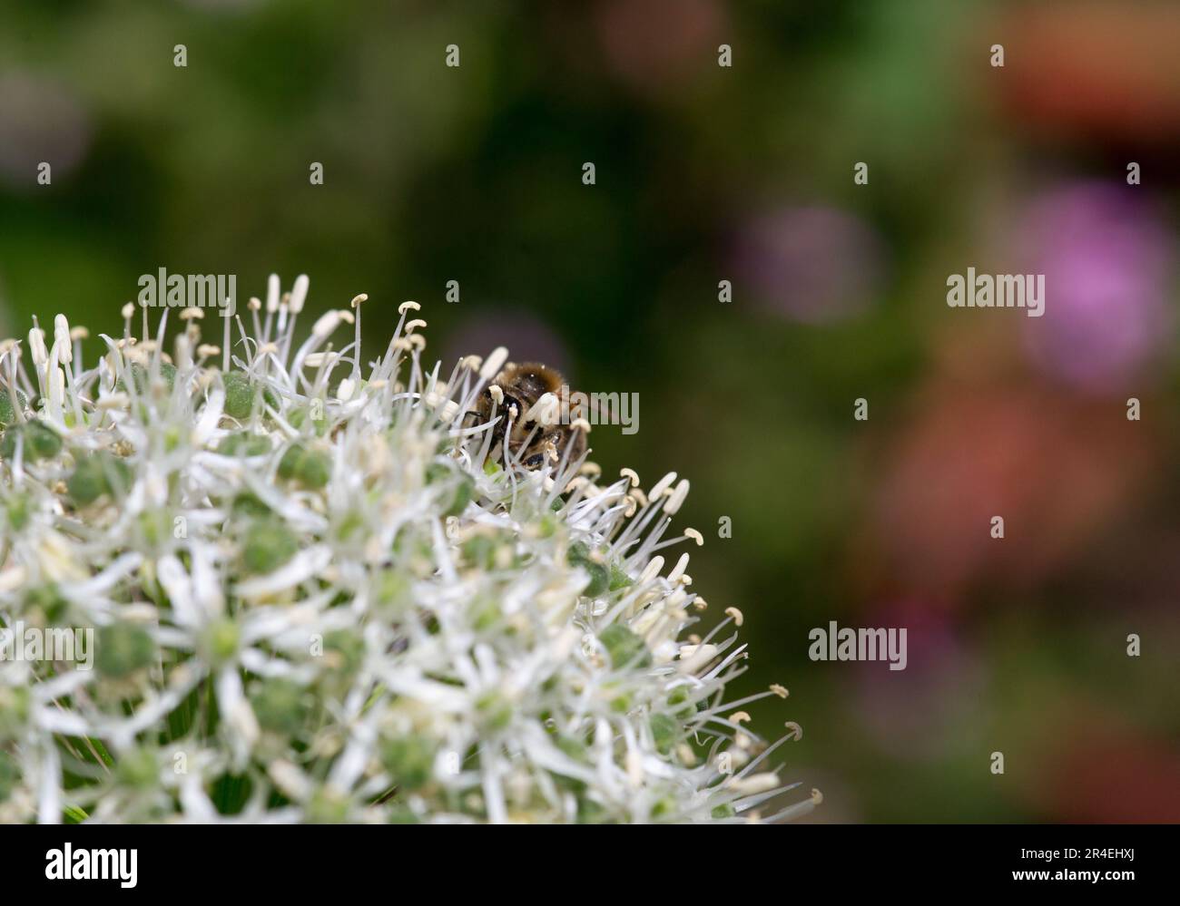 Allium with bee hi-res stock photography and images - Alamy