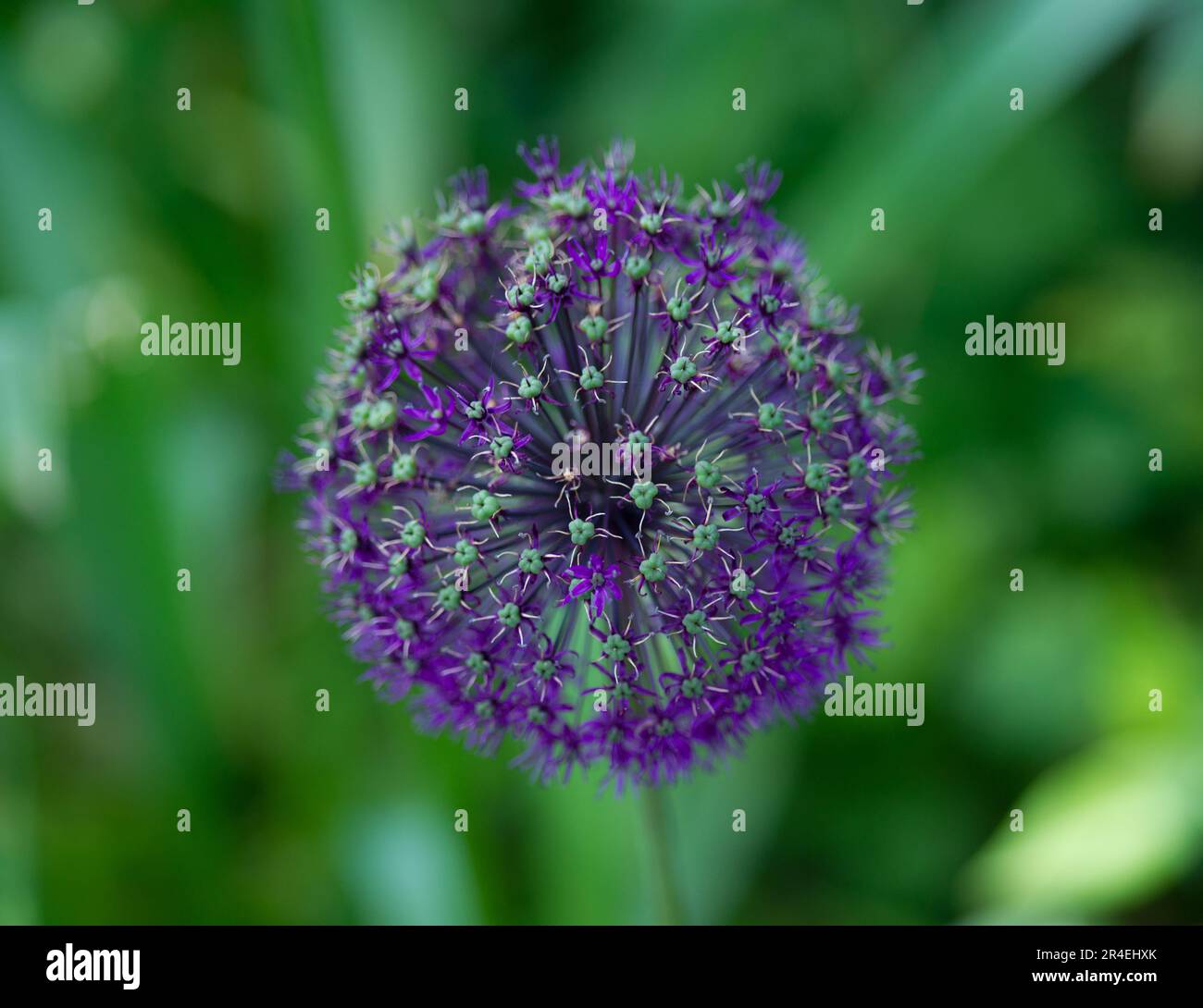 Giant allium in a country garden Stock Photo - Alamy