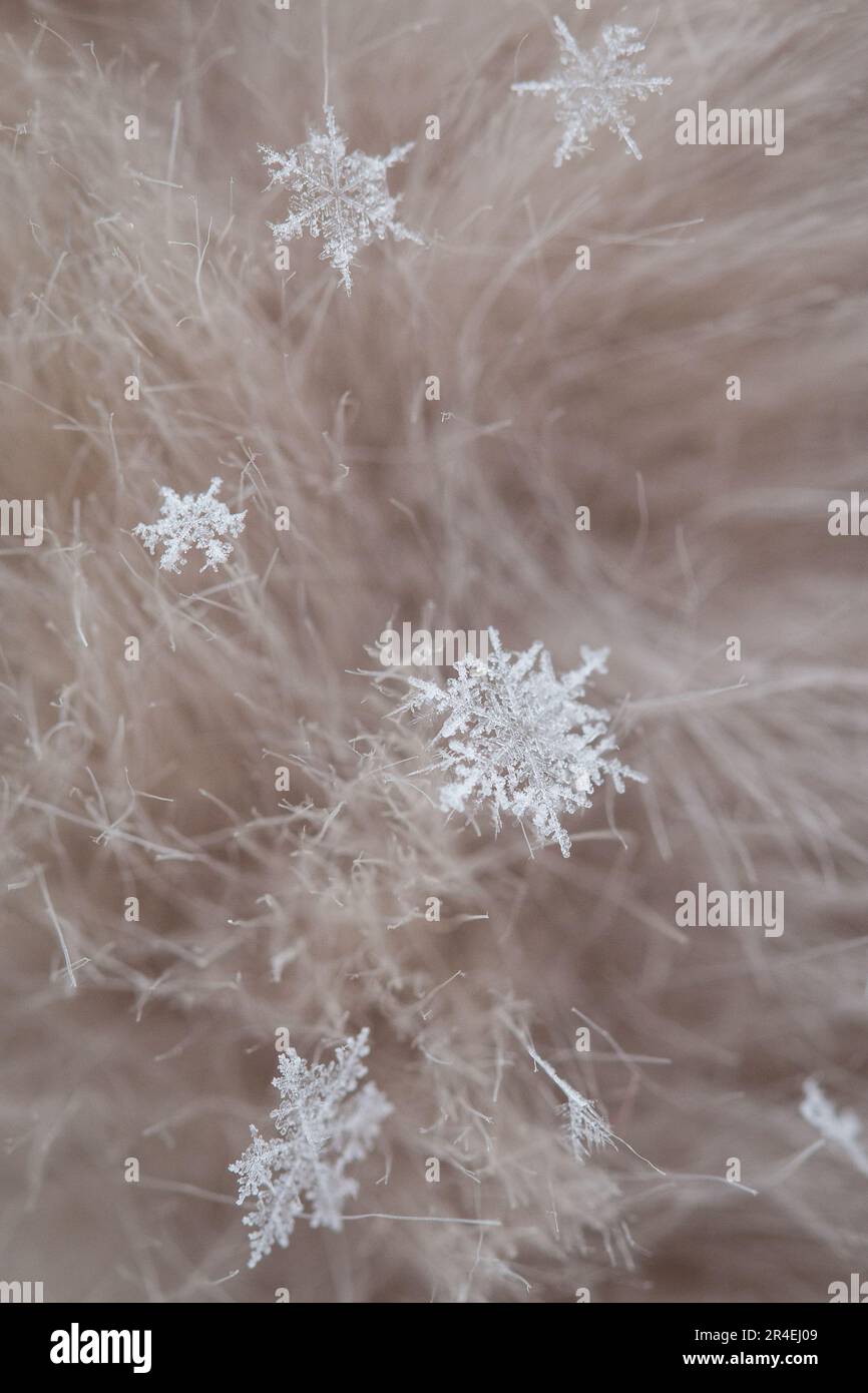 Magnified snowflake hi-res stock photography and images - Alamy
