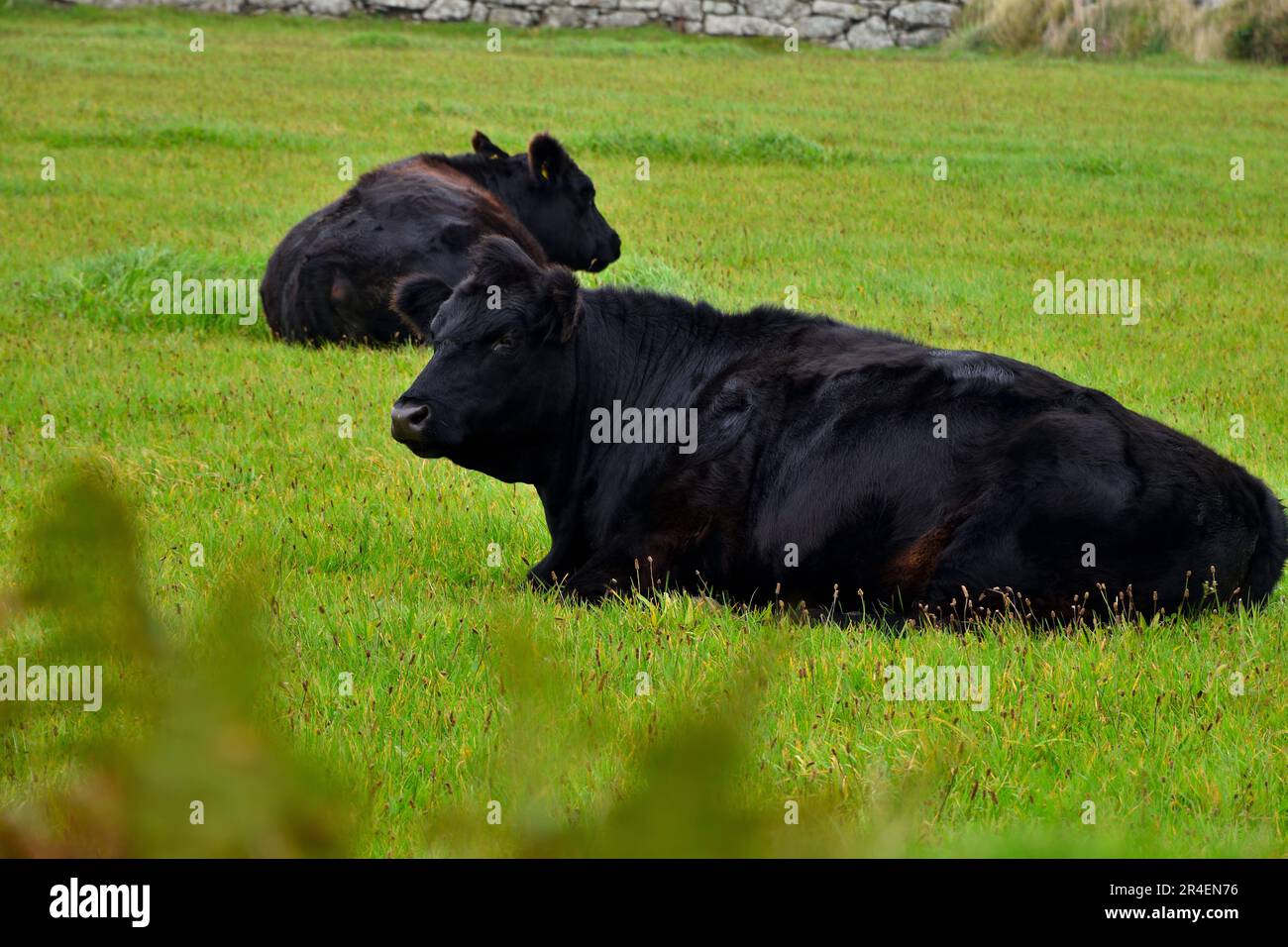 Men-an-Tol and cows Stock Photo - Alamy