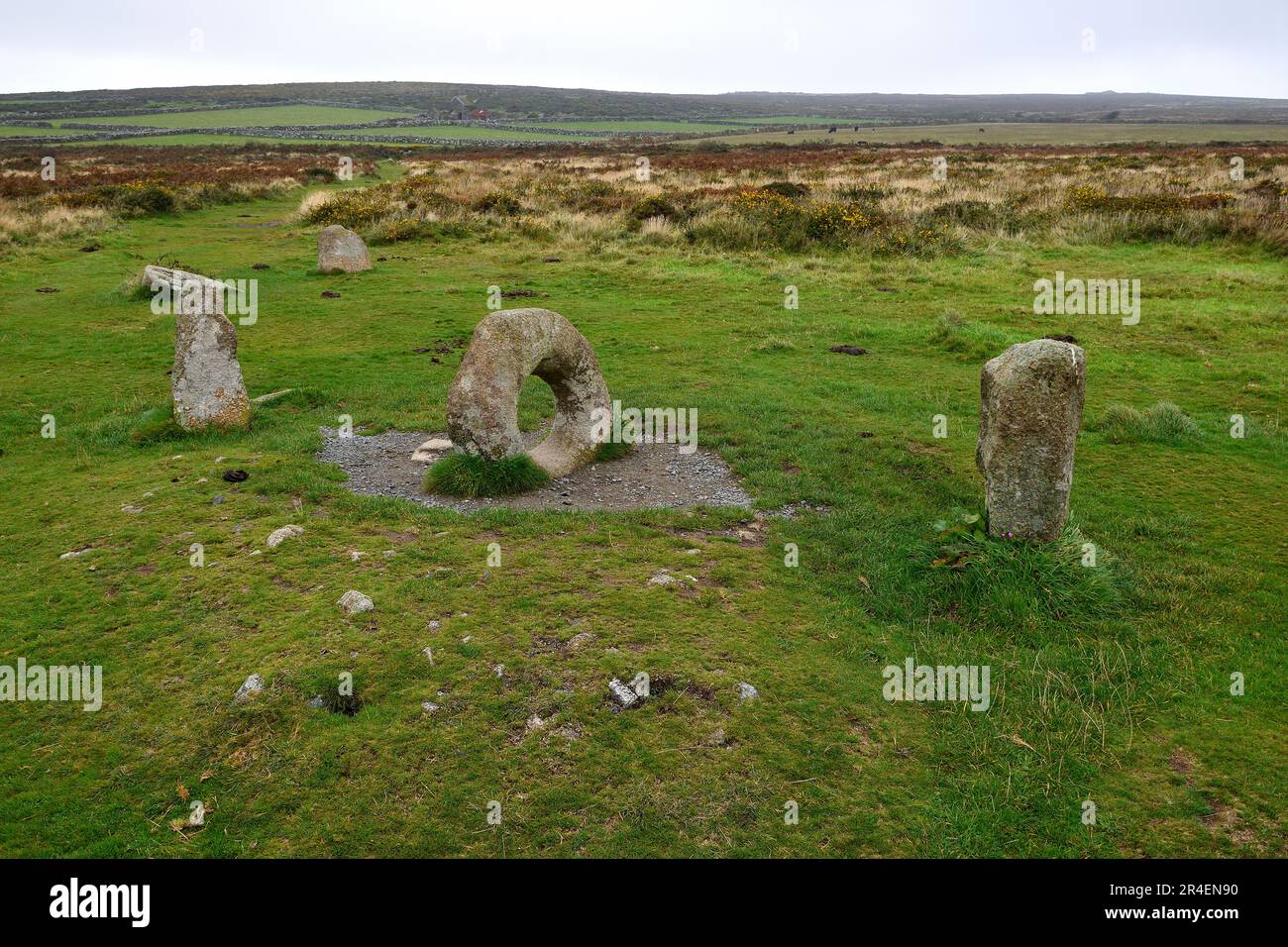 Men-an-Tol and cows Stock Photo - Alamy