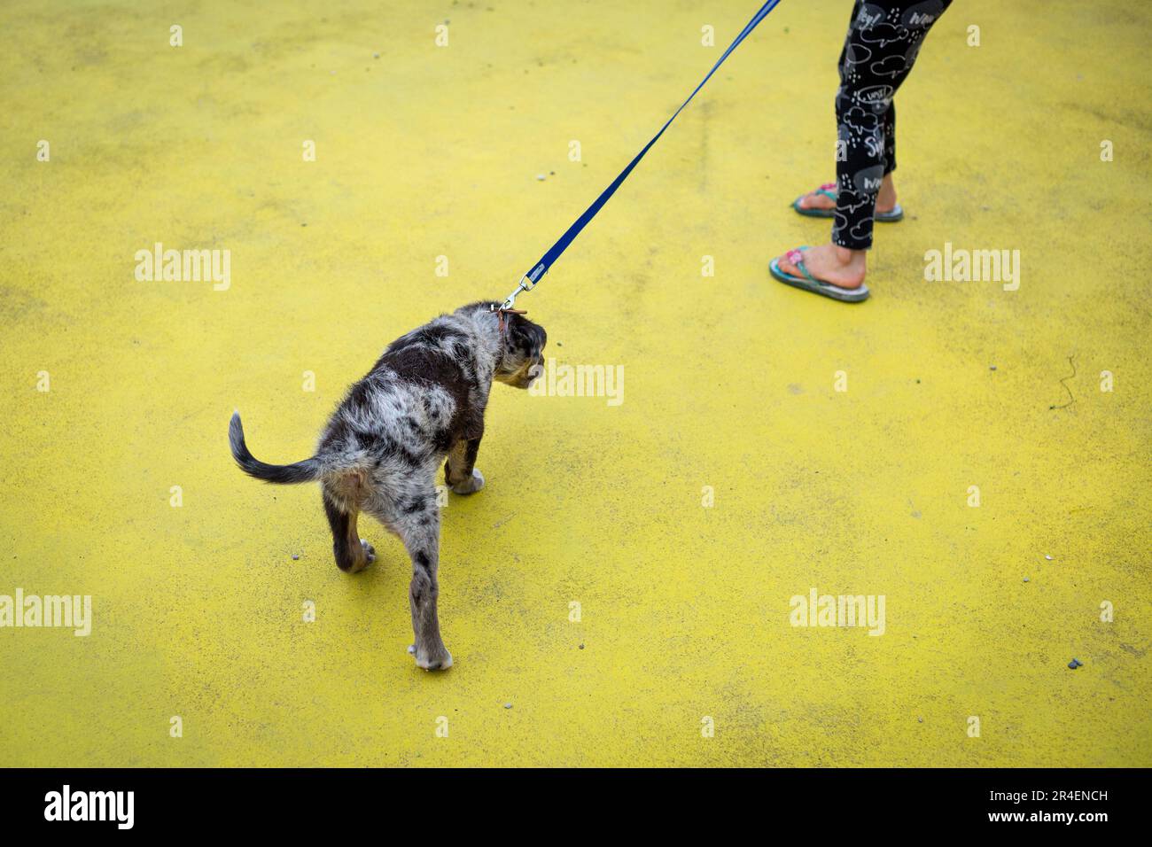 Girl pulling dog leash hi-res stock photography and images - Alamy