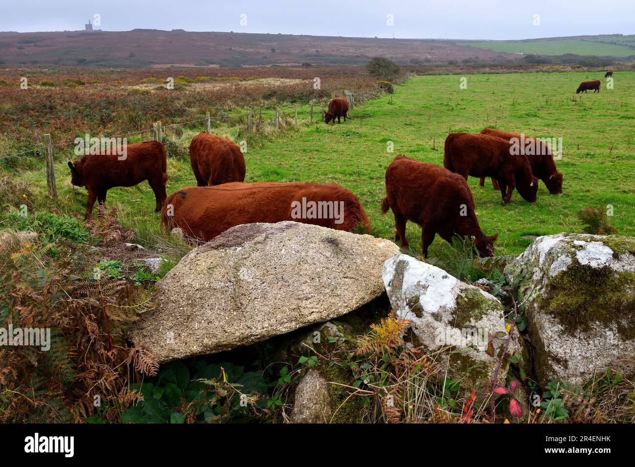 Men-an-Tol and cows Stock Photo - Alamy