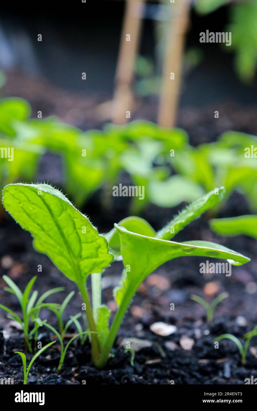 close up of small radish plant growing in soil Stock Photo - Alamy