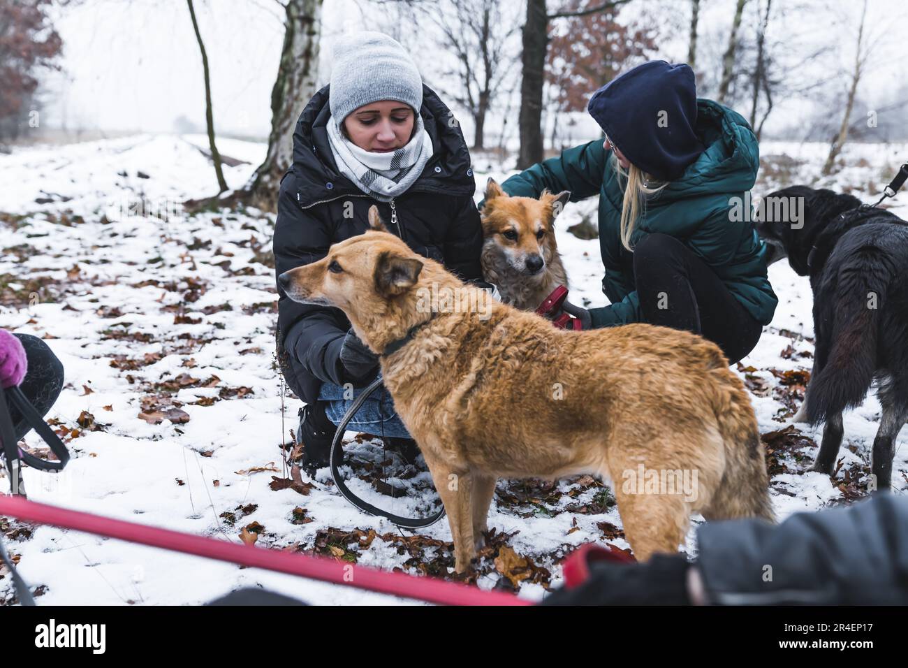 caring volunteers having fun with dogs in winter and cold weather, dogs ...