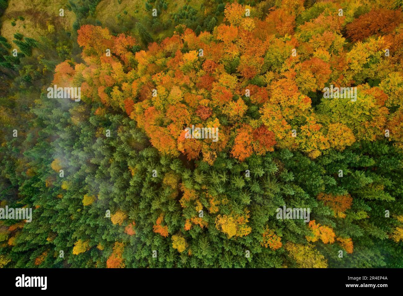 Aerial view of forest in foliage season. Natural green, orange and ...