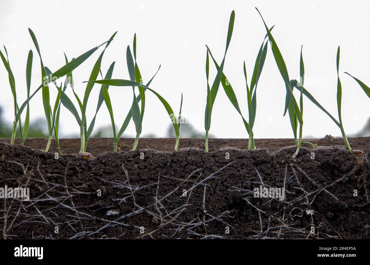 Young shoots of wheat with roots Stock Photo - Alamy