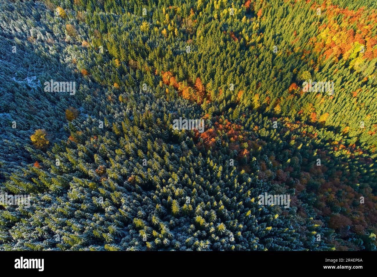 Aerial view of forest in foliage season. Natural green, orange and ...