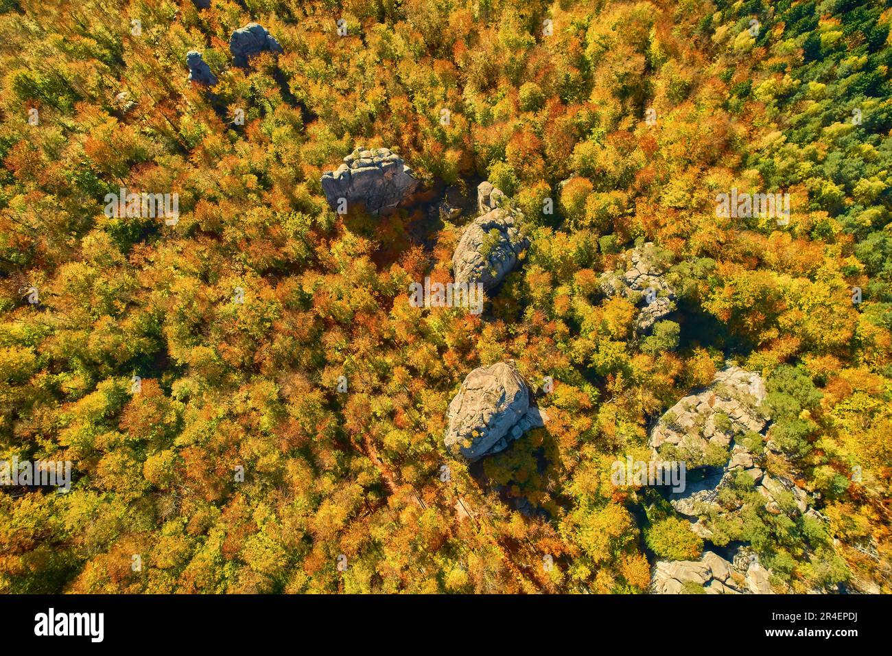 Aerial drone view over beautiful autumn beech forest and ancient rocks ...