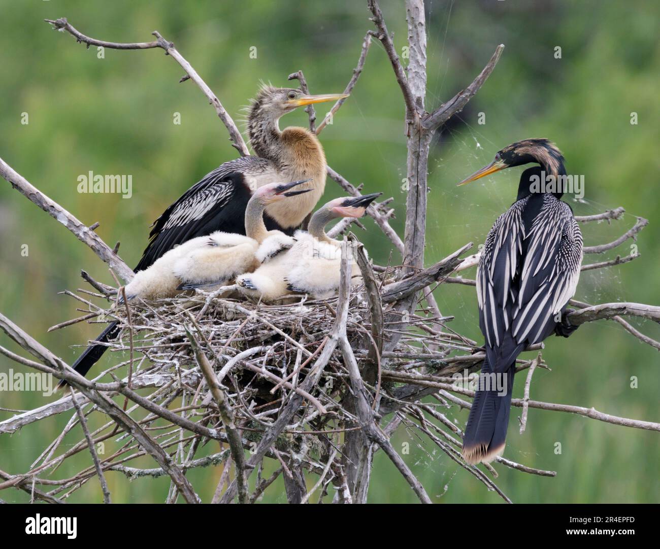 Anhinga (Anhinga anhinga) female and male with chicks in the nest, High ...