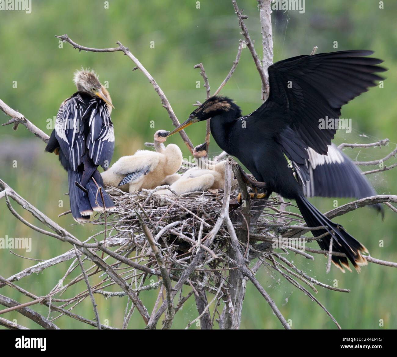 Anhinga (Anhinga anhinga) female and male with chicks in the nest, High ...