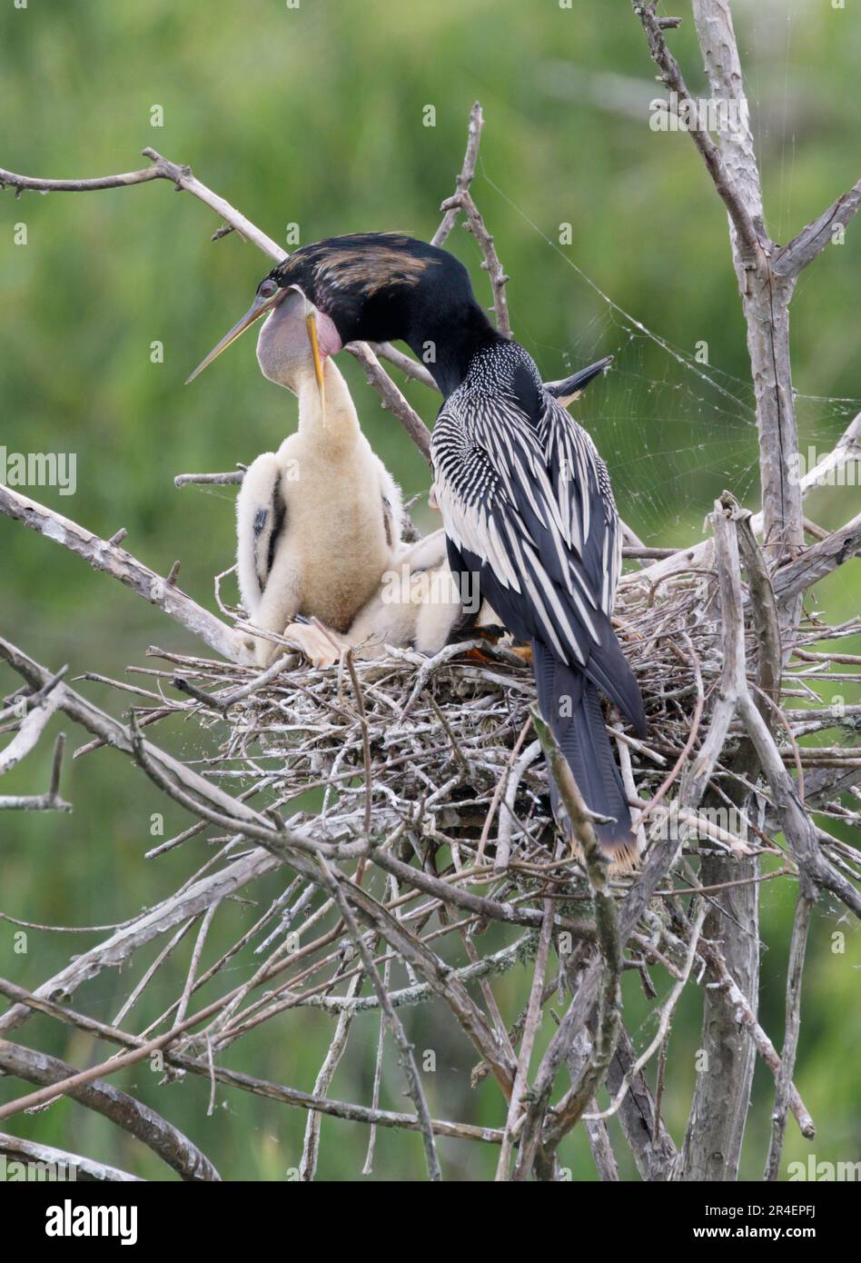 Anhinga (Anhinga anhinga) male feeding chicks in the nest, High Island ...