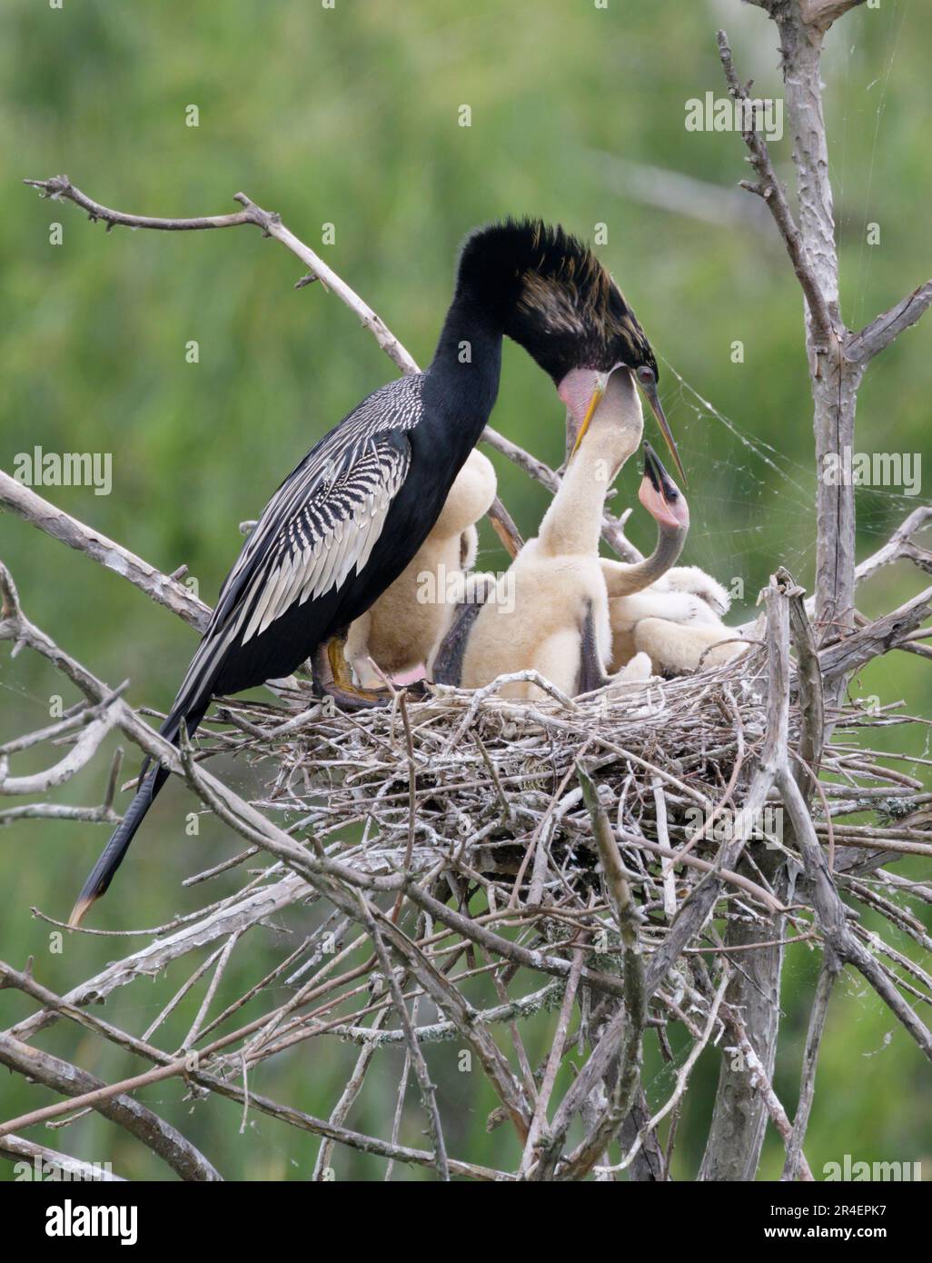 Anhinga (Anhinga anhinga) male feeding chicks in the nest, High Island ...