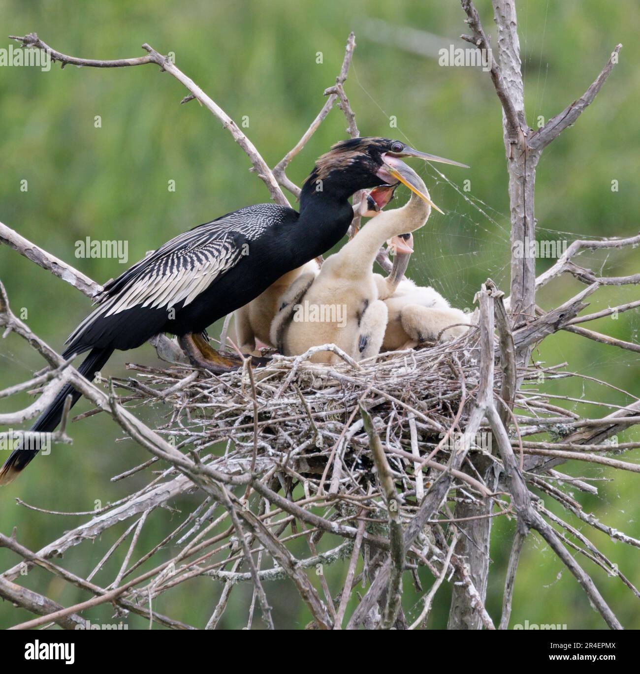 Anhinga (Anhinga anhinga) male feeding chicks in the nest, High Island ...