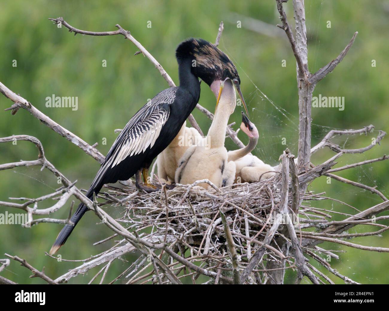 Anhinga (Anhinga anhinga) male feeding chicks in the nest, High Island ...