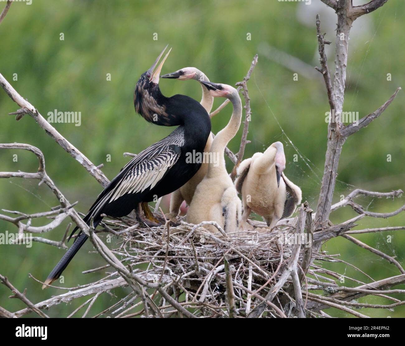 Anhinga (Anhinga anhinga) male with chicks begging for food, High ...