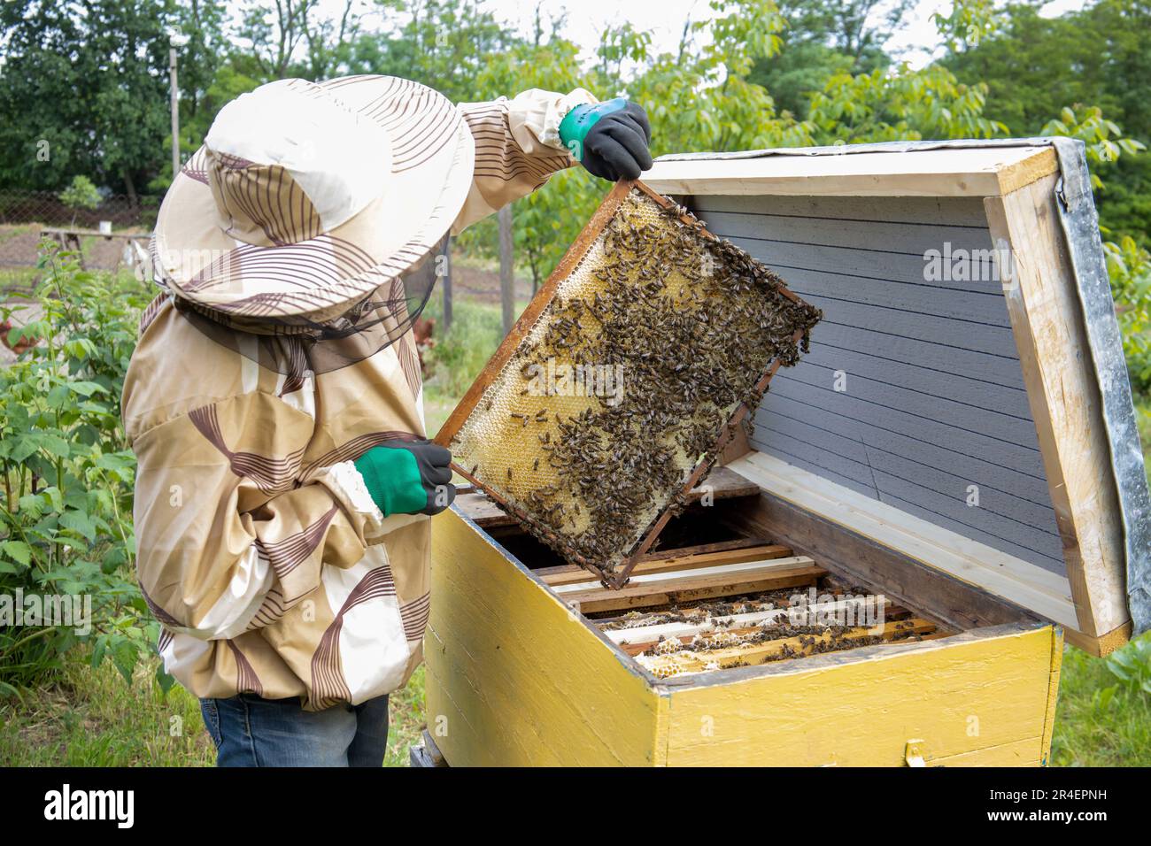 Hive checks hi-res stock photography and images - Alamy