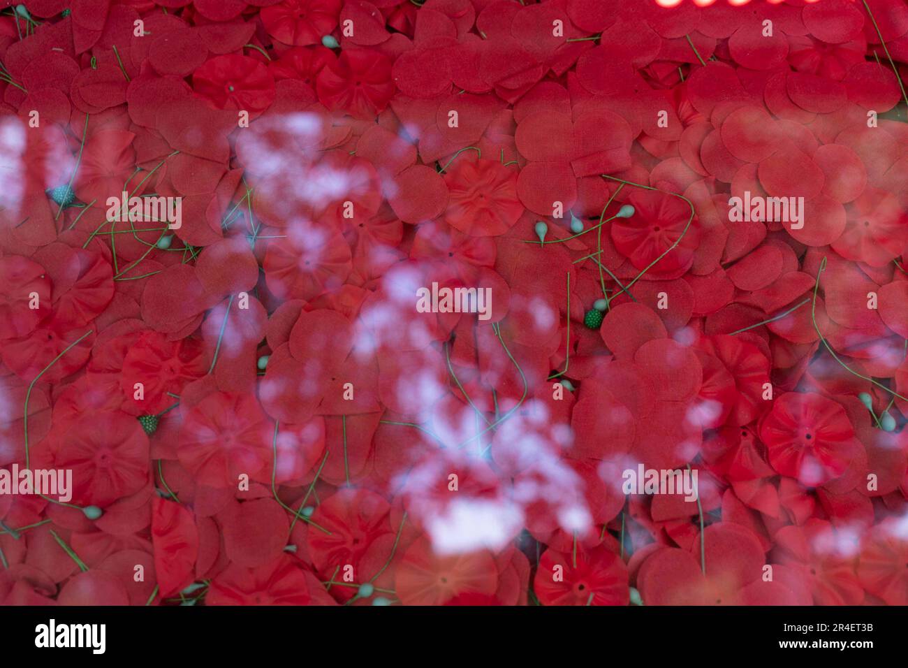 Washington, United States. 27th May, 2023. Poppies are displayed along ...