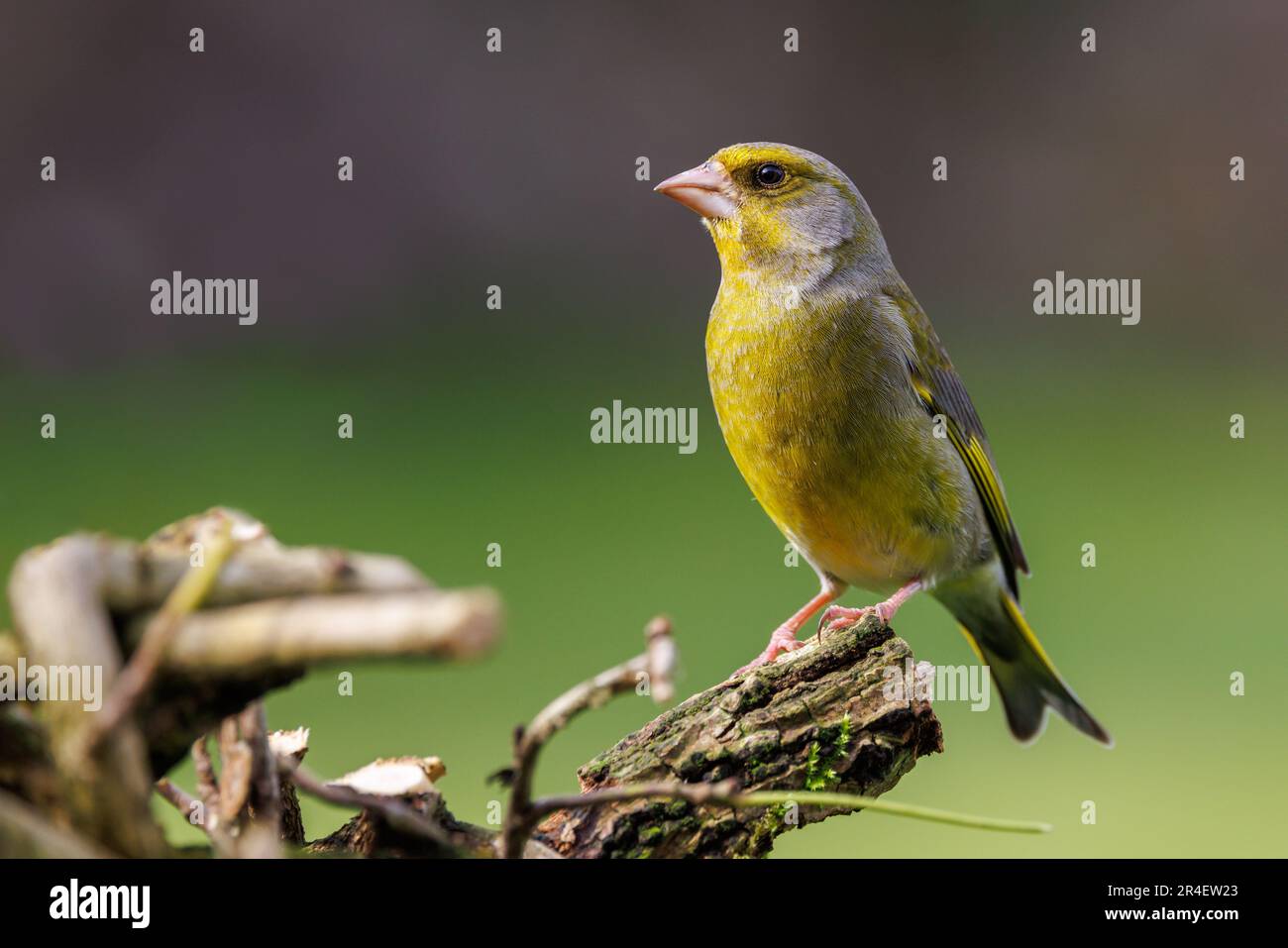 European Greenfinch [ Chloris chloris ] Male bird on rotten branch ...