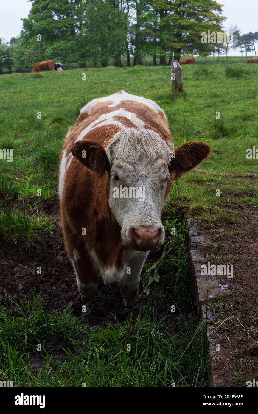 Scottish dairy herd on a rainy summers day Stock Photo - Alamy