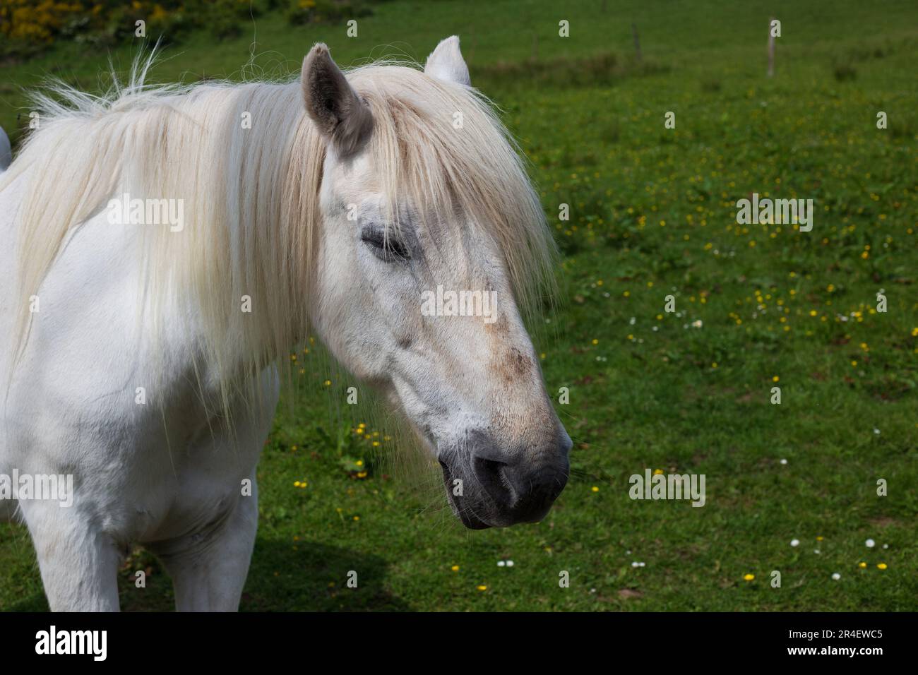 Portraits of a white pony Stock Photo - Alamy