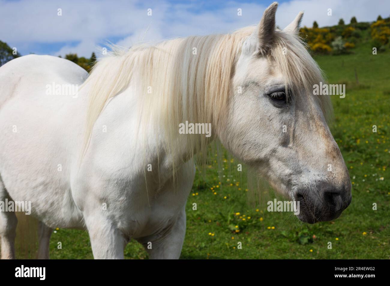 Portraits of a white pony Stock Photo - Alamy