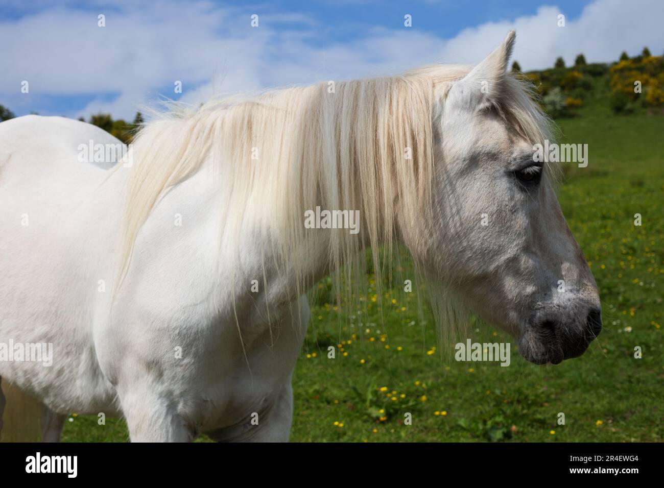 Portraits of a white pony Stock Photo - Alamy