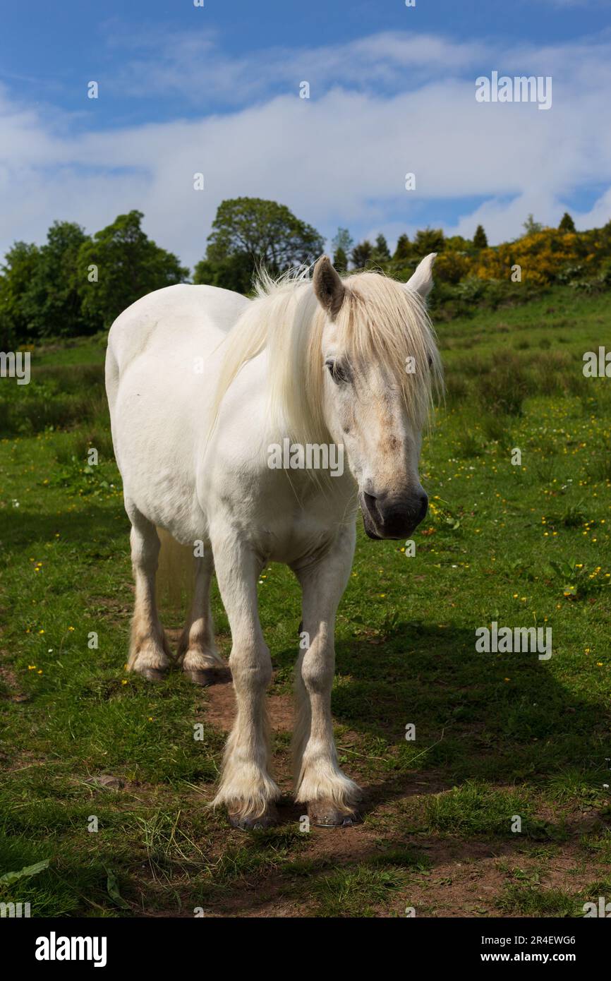Portraits of a white pony Stock Photo - Alamy