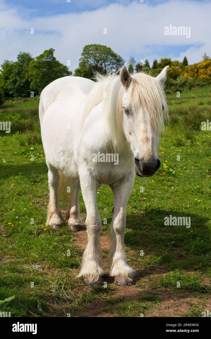 Portraits of a white pony Stock Photo - Alamy
