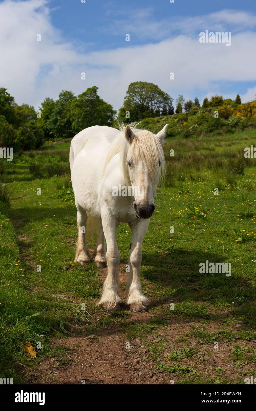 Portraits of a white pony Stock Photo - Alamy