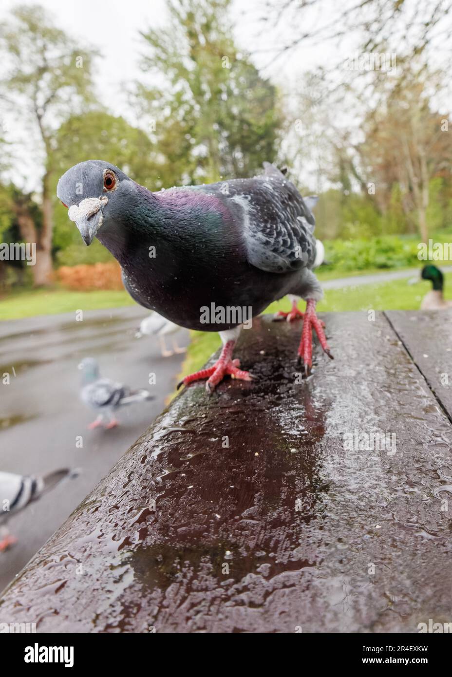 Feral Pigeons [ Columba livia domestica ] wide angle shot of ...