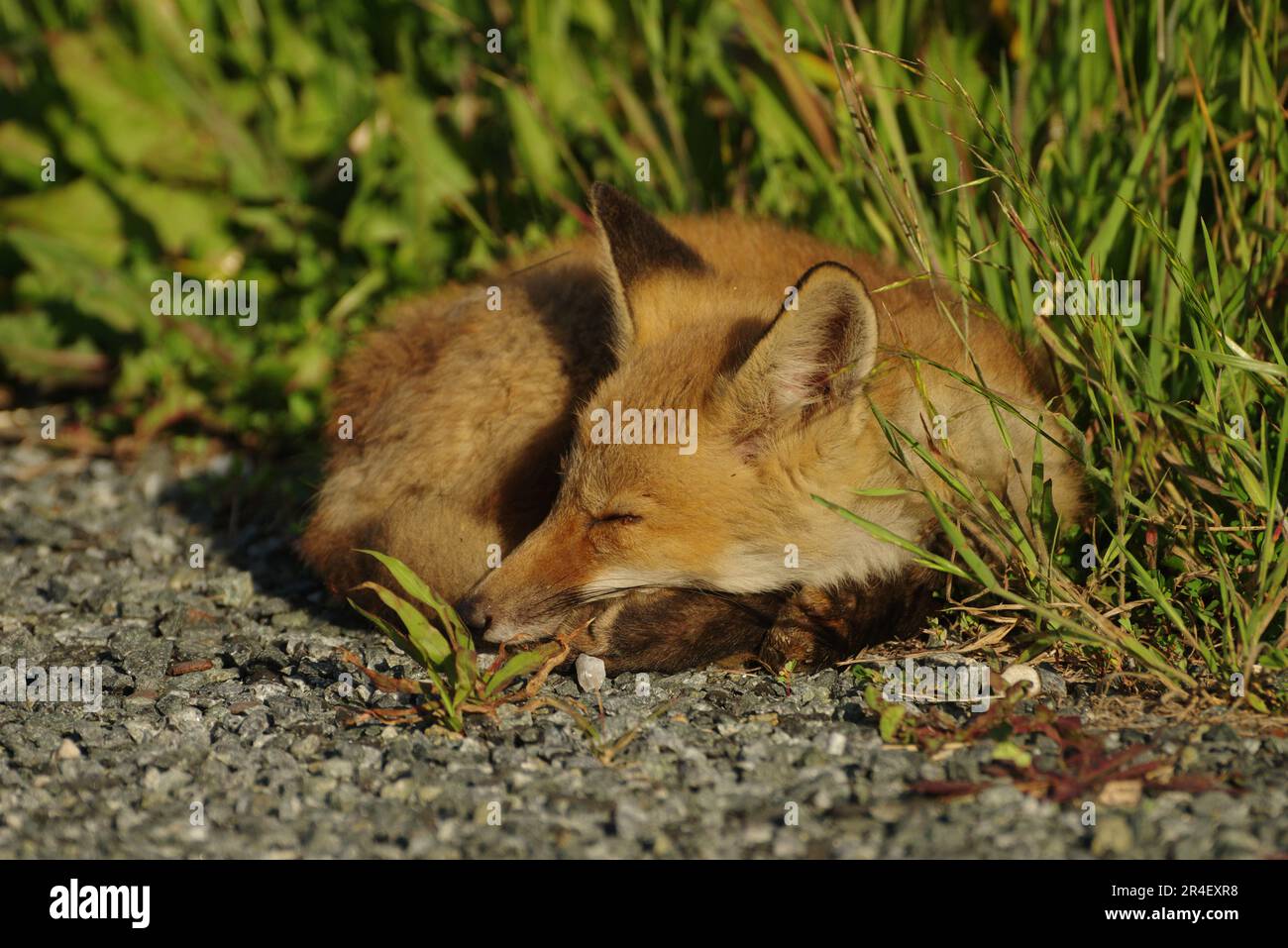 A red fox pup (Vulpes vulpes) sleeps in morning sunlight Stock Photo ...