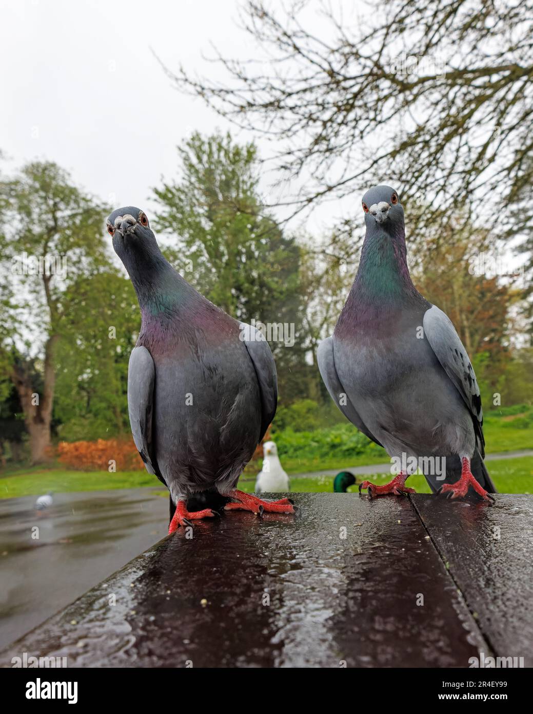 Feral Pigeons [ Columba livia domestica ] wide angle shot of ...