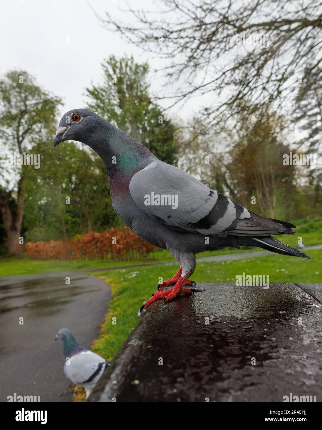Feral Pigeons [ Columba livia domestica ] wide angle shot of ...