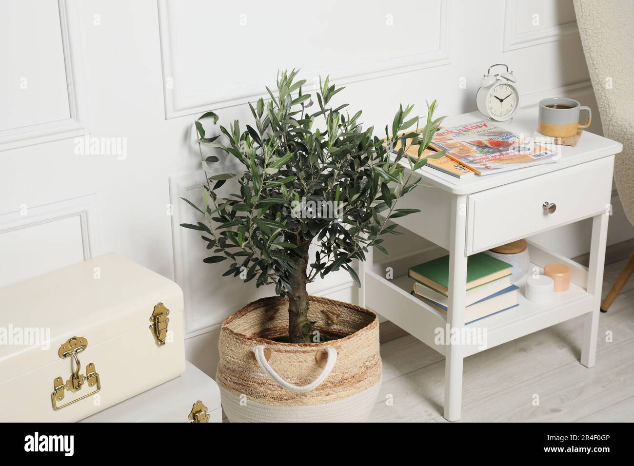 Beautiful young potted olive tree in living room. Interior element ...