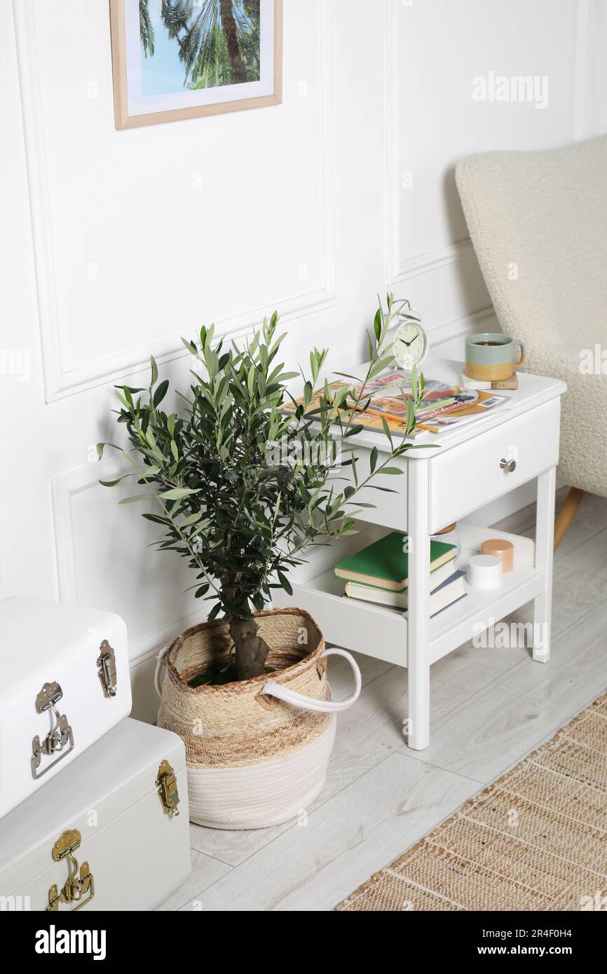Beautiful young potted olive tree in living room. Interior element ...