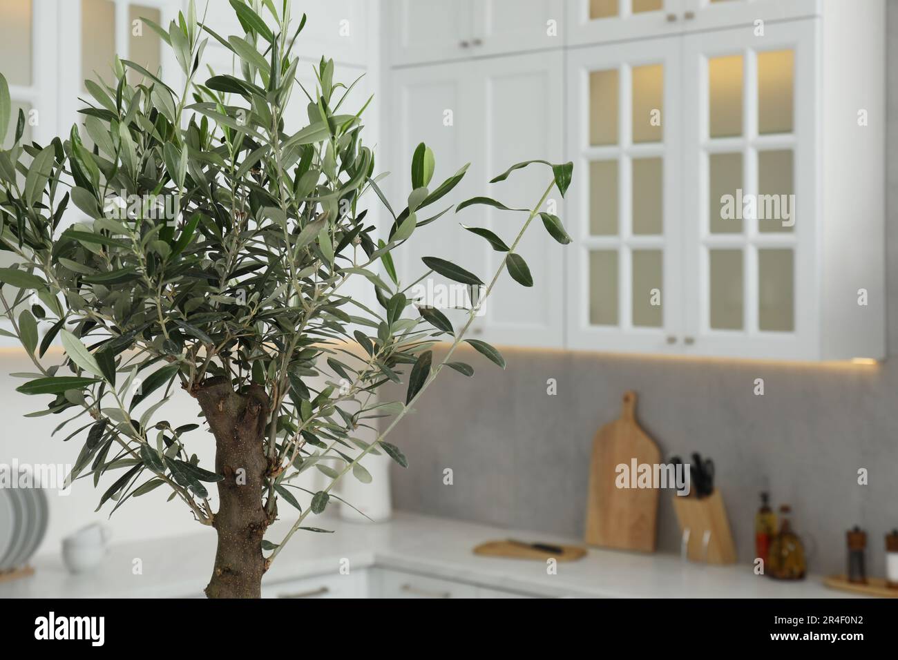 Beautiful olive tree in stylish kitchen. Interior design Stock Photo ...