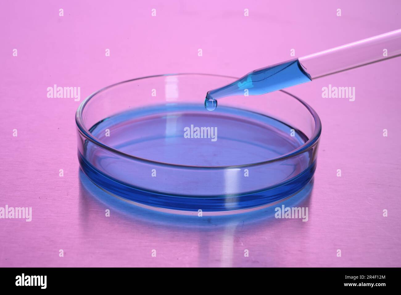 Dripping blue liquid into Petri dish with sample on table, toned in ...