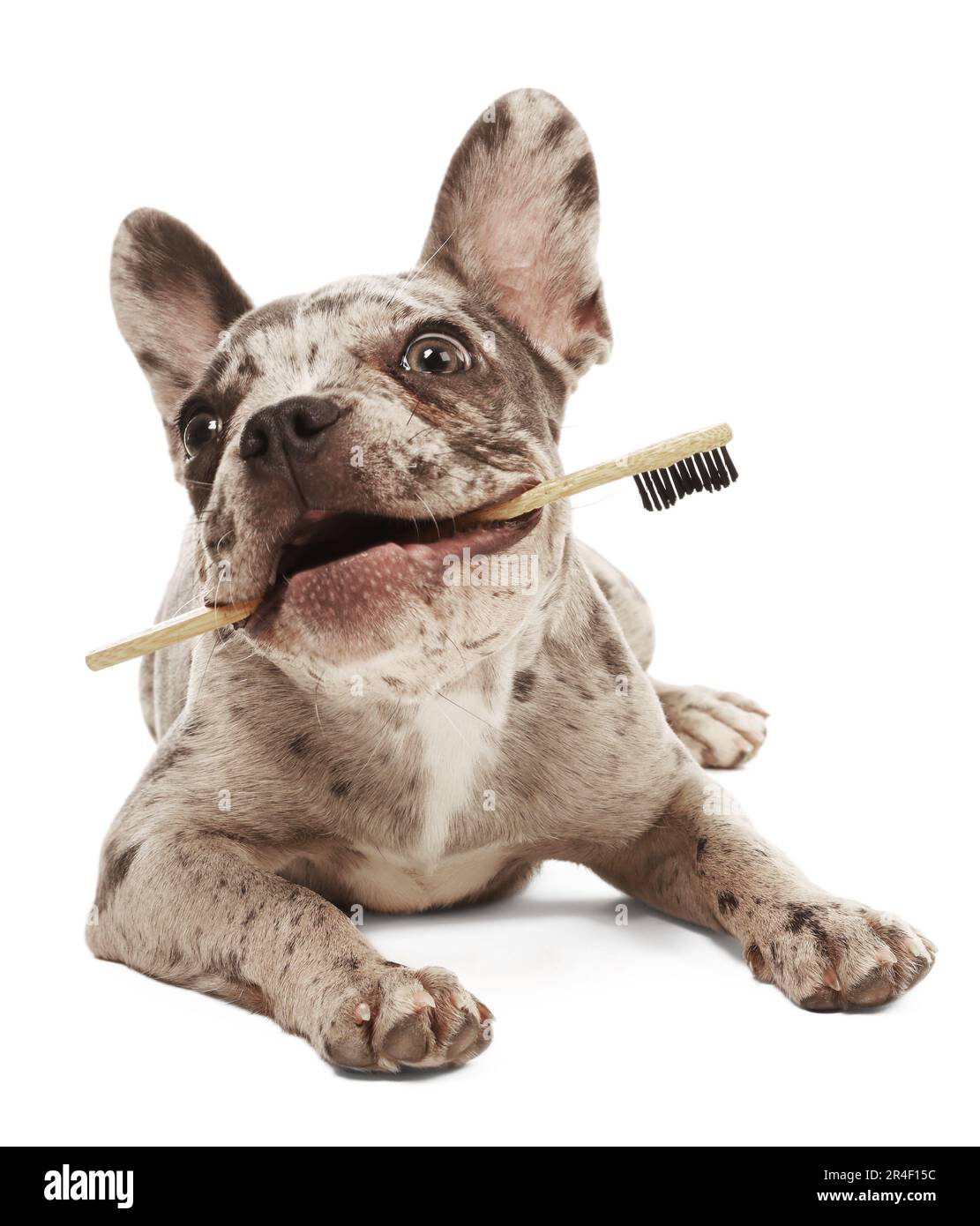 Cute French Bulldog with toothbrush on white background Stock Photo - Alamy
