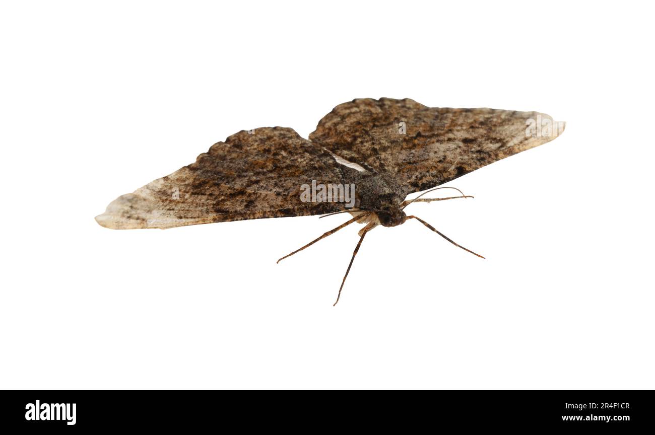 Single Alcis repandata moth isolated on white Stock Photo - Alamy