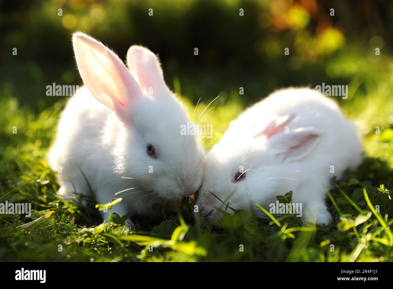 Rabbits on the grass hi-res stock photography and images - Alamy