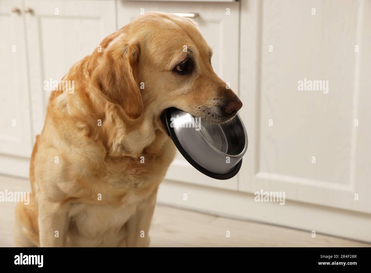 Cute hungry Labrador Retriever carrying feeding bowl in his mouth ...