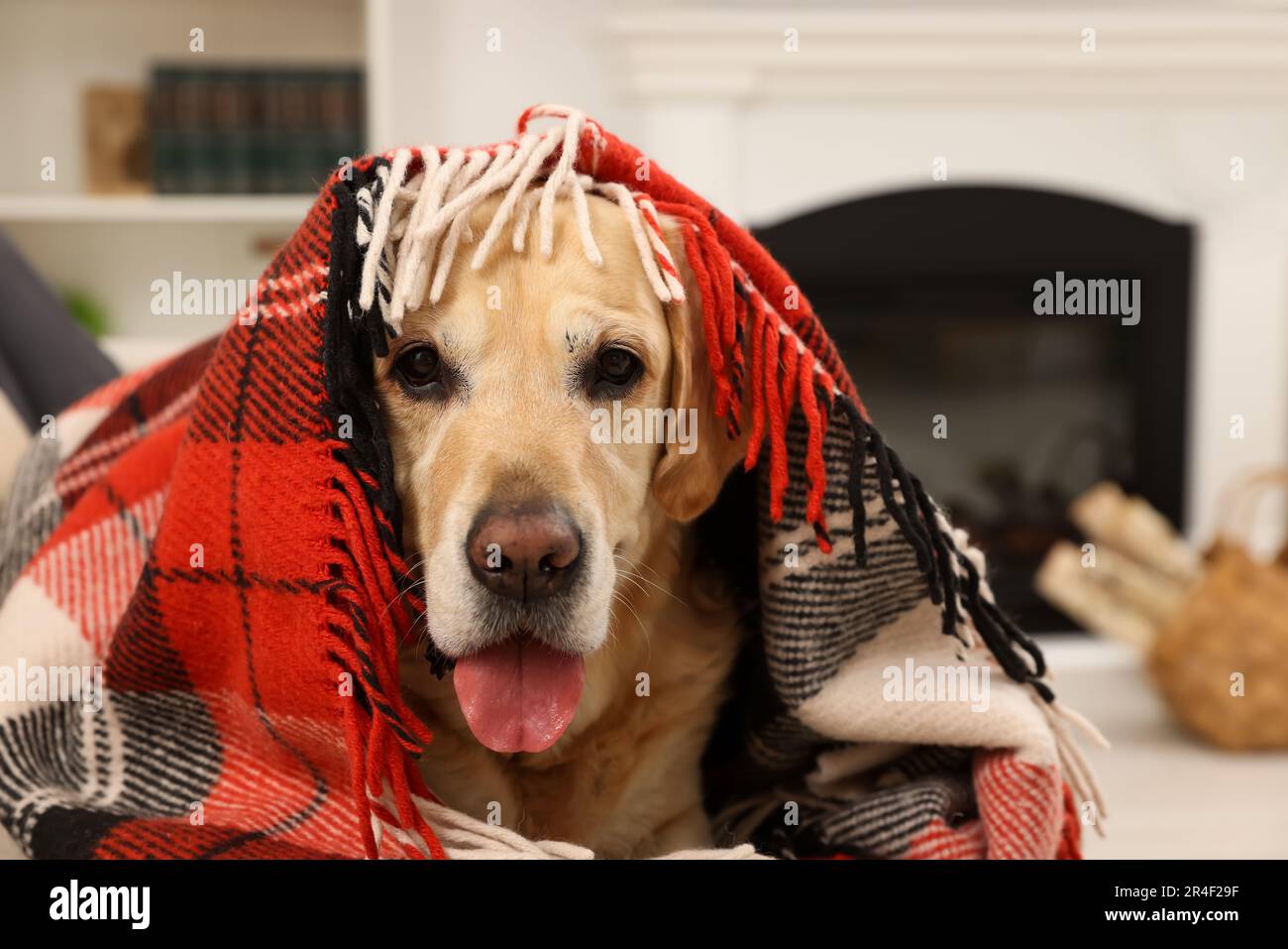 Cute Labrador Retriever with plaid at home Stock Photo - Alamy