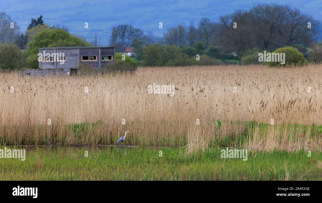 Grey Heron [ Ardea cinerea ] at distance along the edge of a reed bed ...