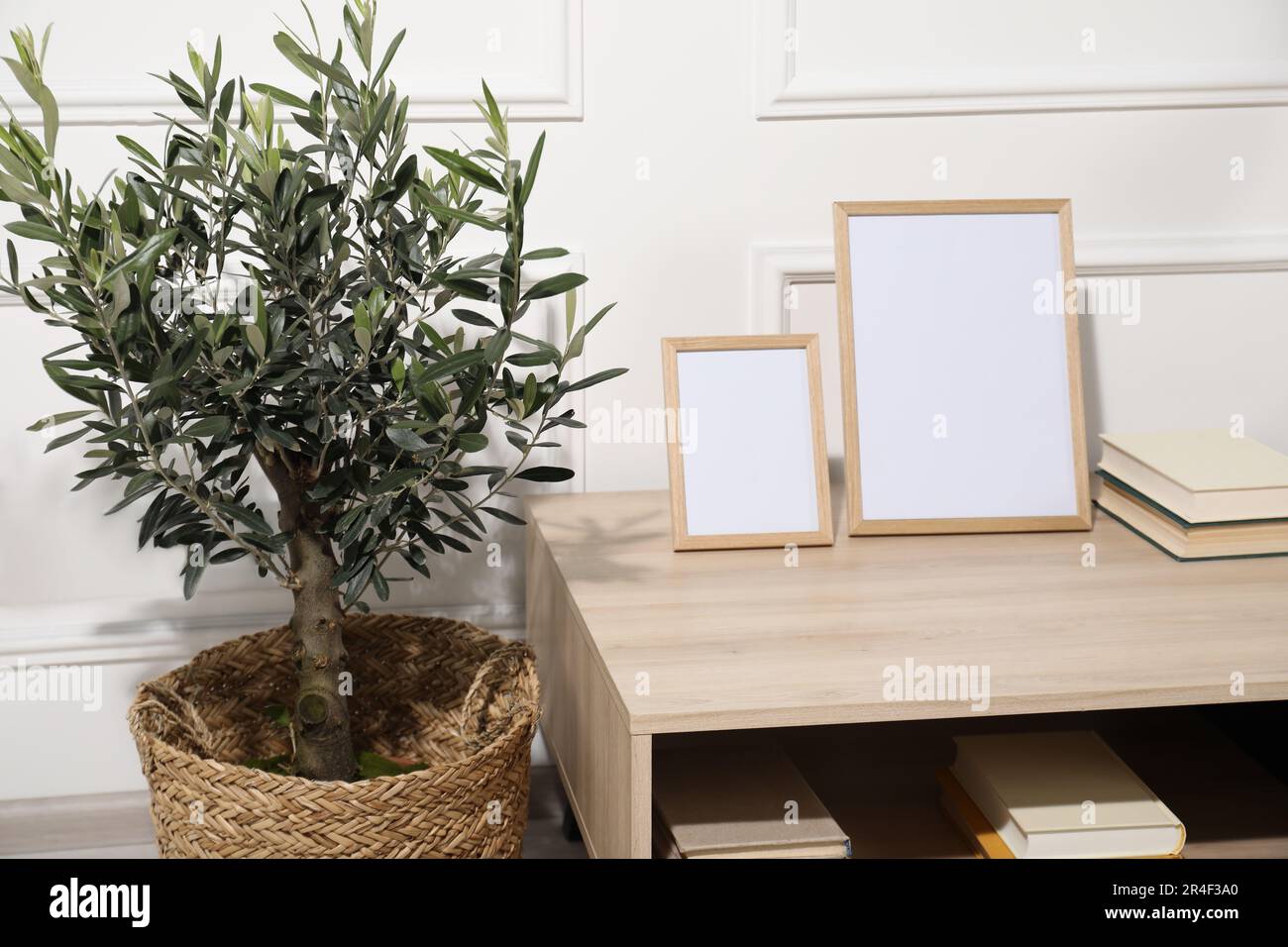 Beautiful young potted olive tree near table in living room. Interior ...
