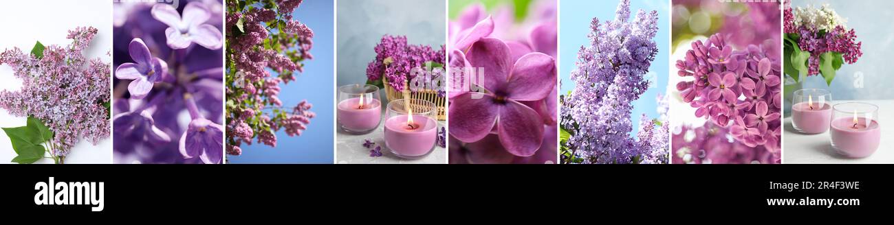 Collage with photos of beautiful lilac flowers Stock Photo - Alamy