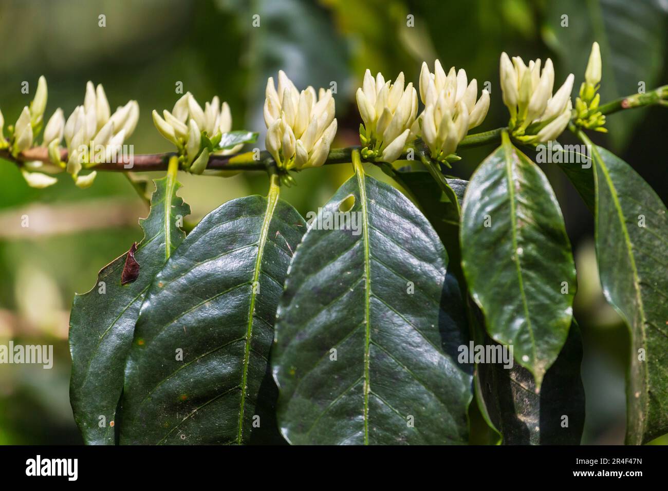 Coffee tree blossom with white color flowers. Coffee plantation in ...